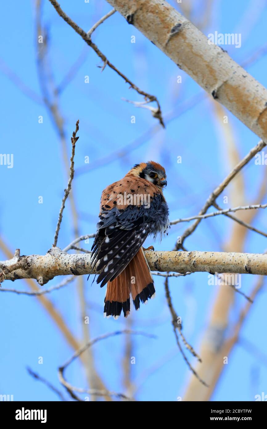 The American Kestrel Falco sparverius is North America's smallest ...