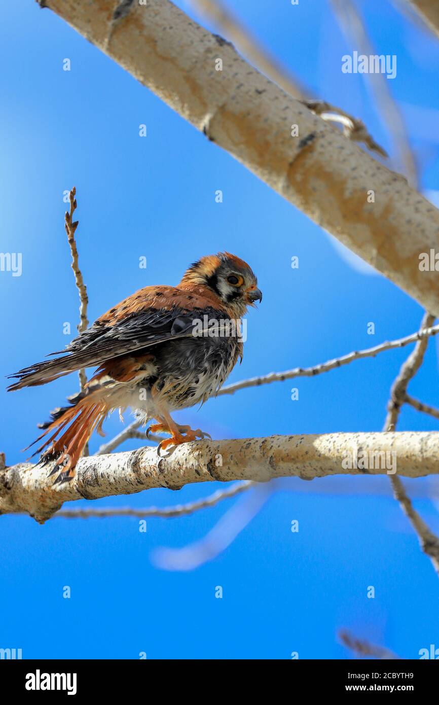 The American Kestrel Falco sparverius is North America's smallest ...