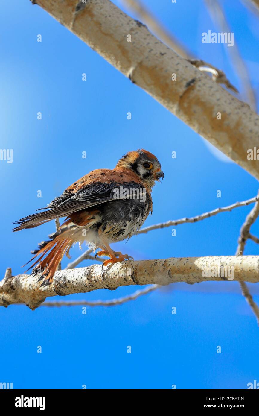 The American Kestrel Falco sparverius is North America's smallest ...