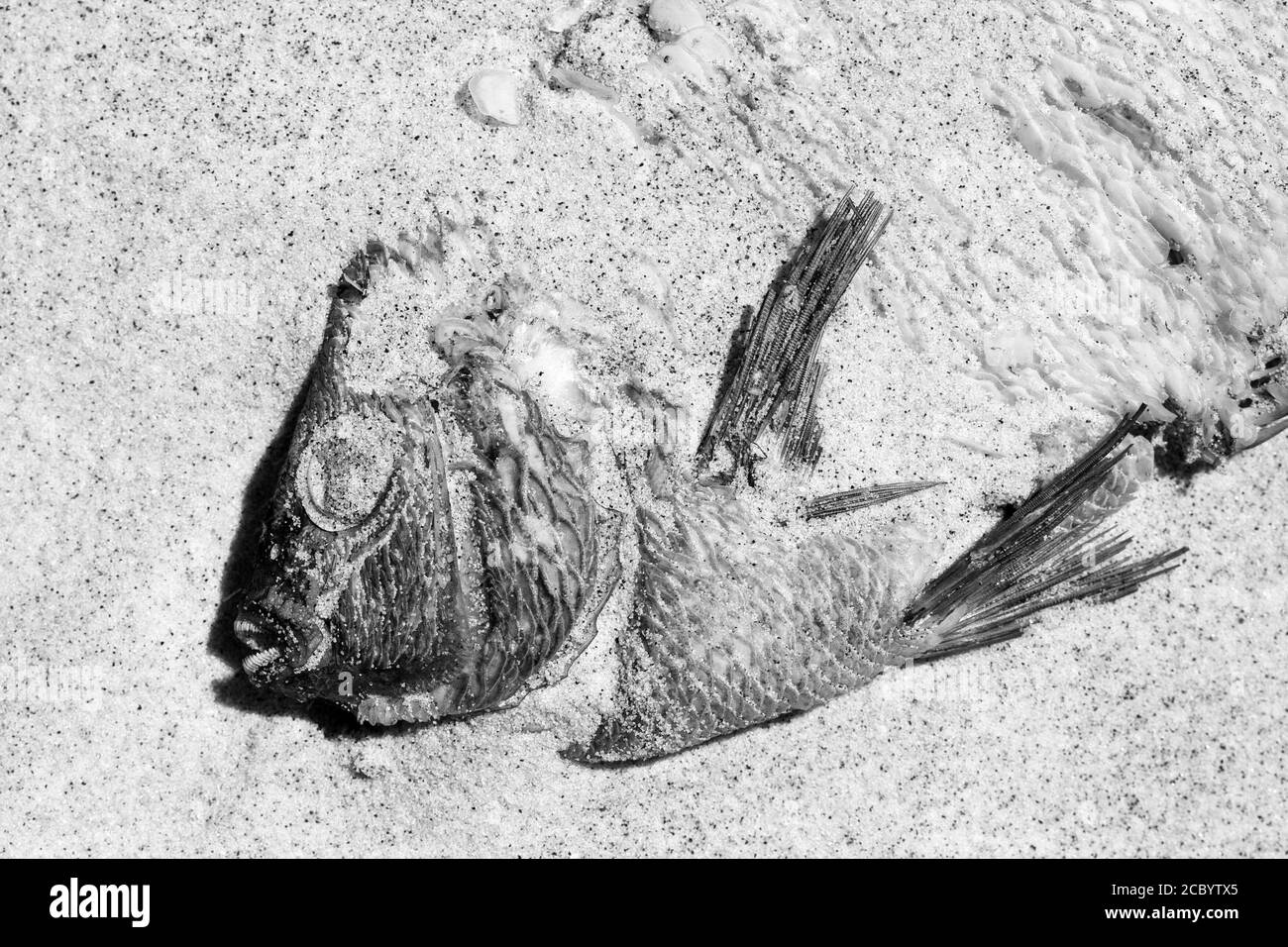 Animal decay Black and White Stock Photos & Images - Alamy