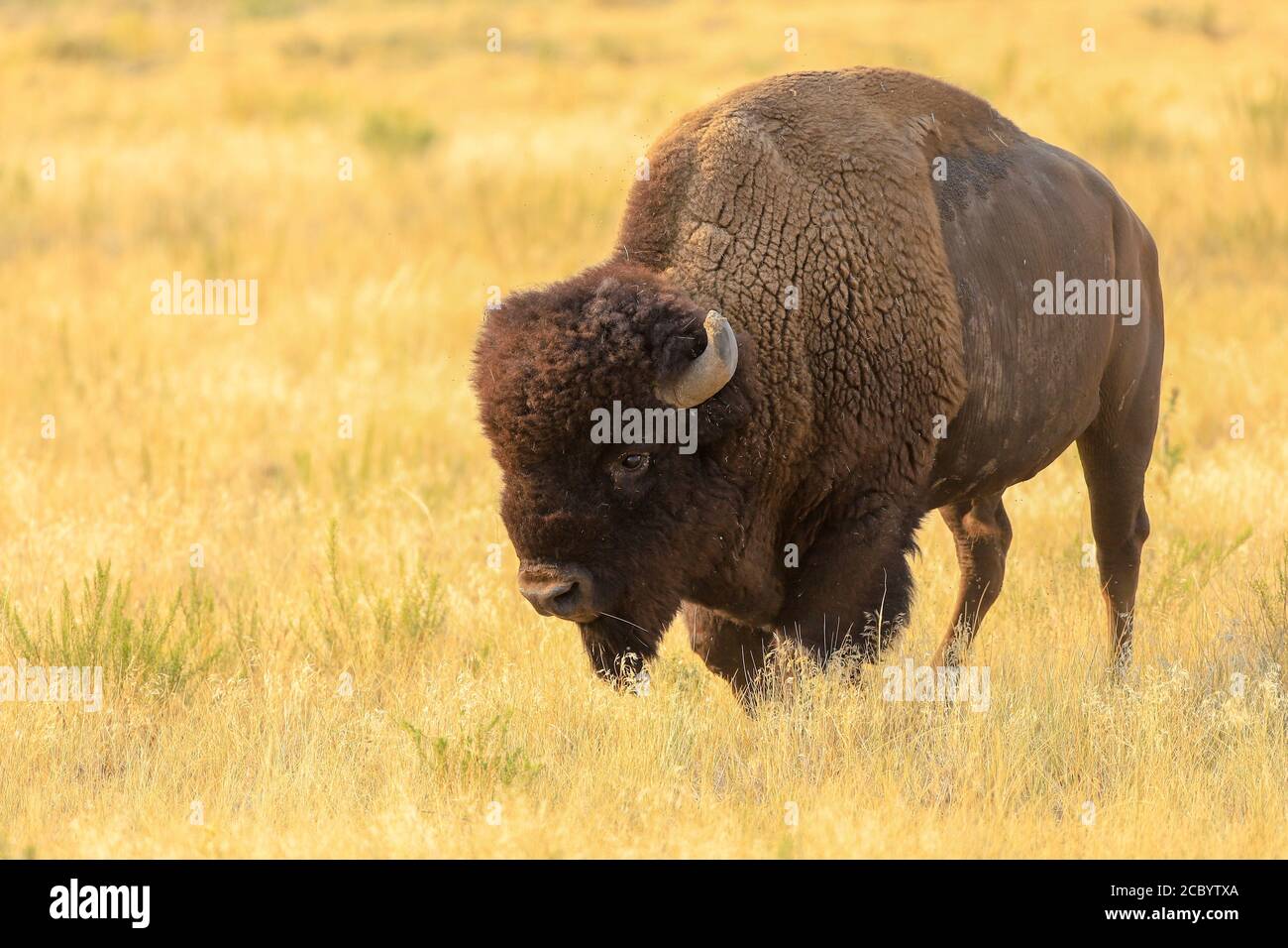 American Bison walking on the Great Plains side profile Stock Photo - Alamy