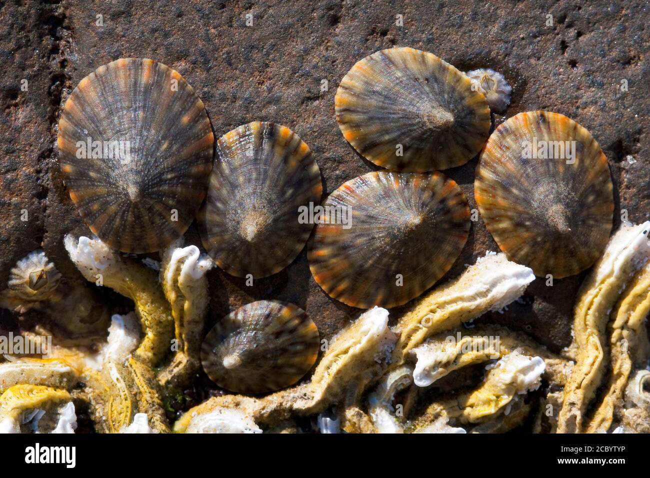 Intertidal zone australia hi-res stock photography and images - Alamy
