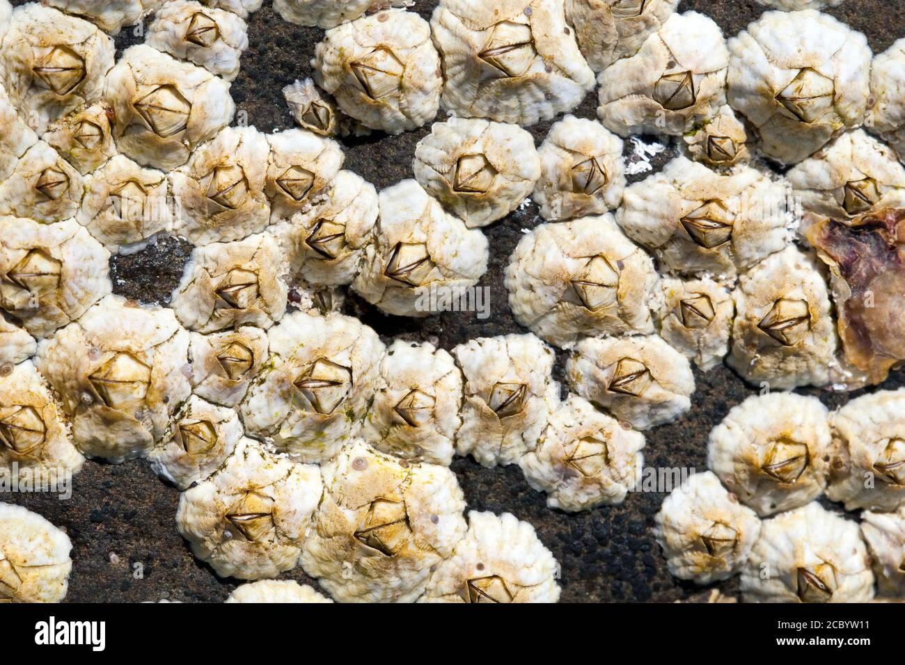 Barnacles (Barnacle sp.) on Rock. Intertidal zone. October. 2009 ...