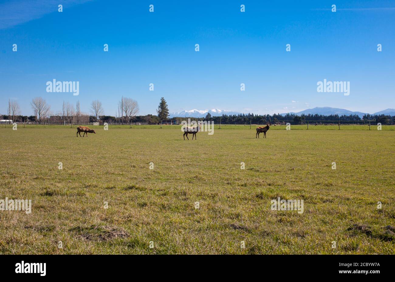 Deer farm new zealand hi-res stock photography and images - Alamy