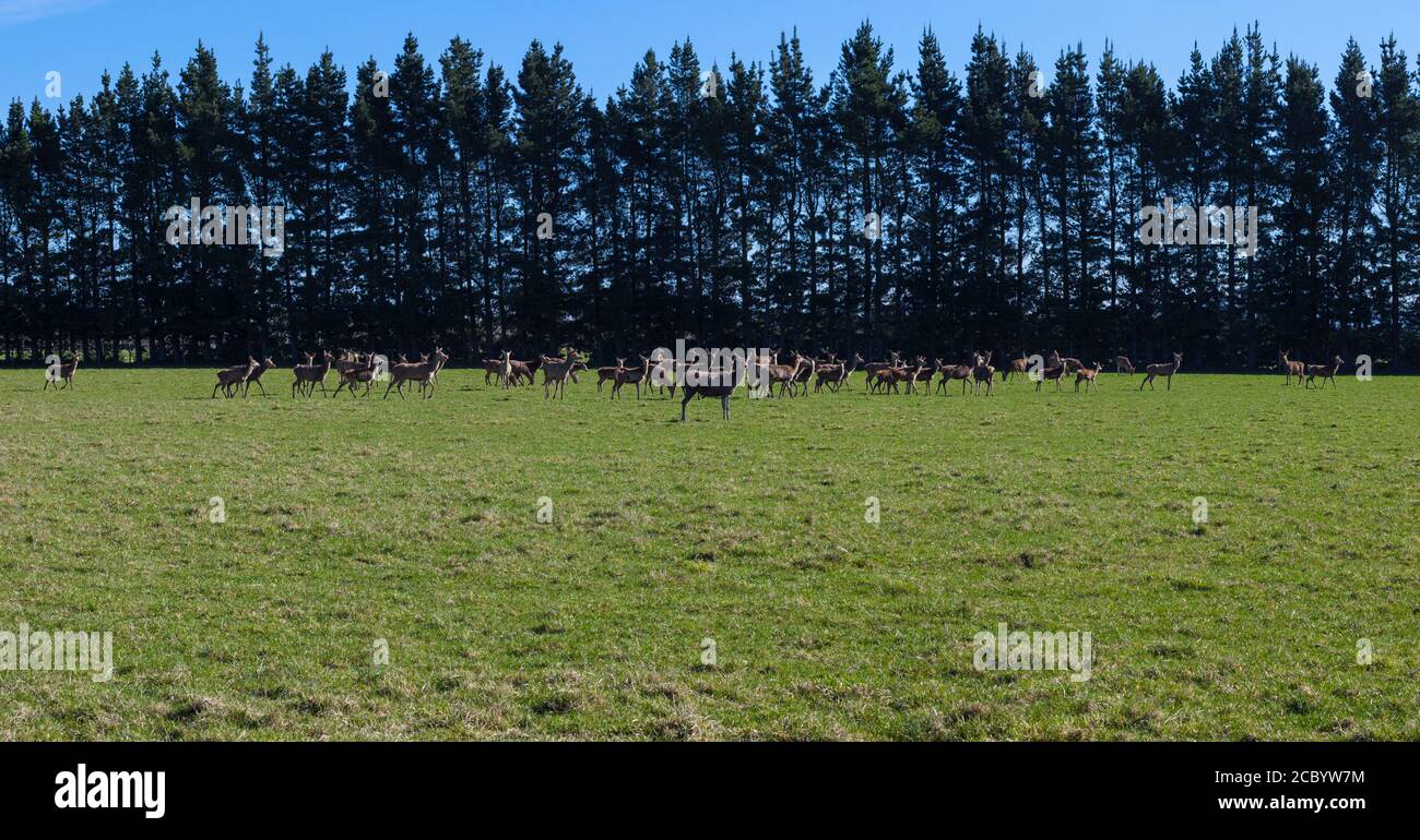 Deer industry new zealand hi-res stock photography and images - Alamy