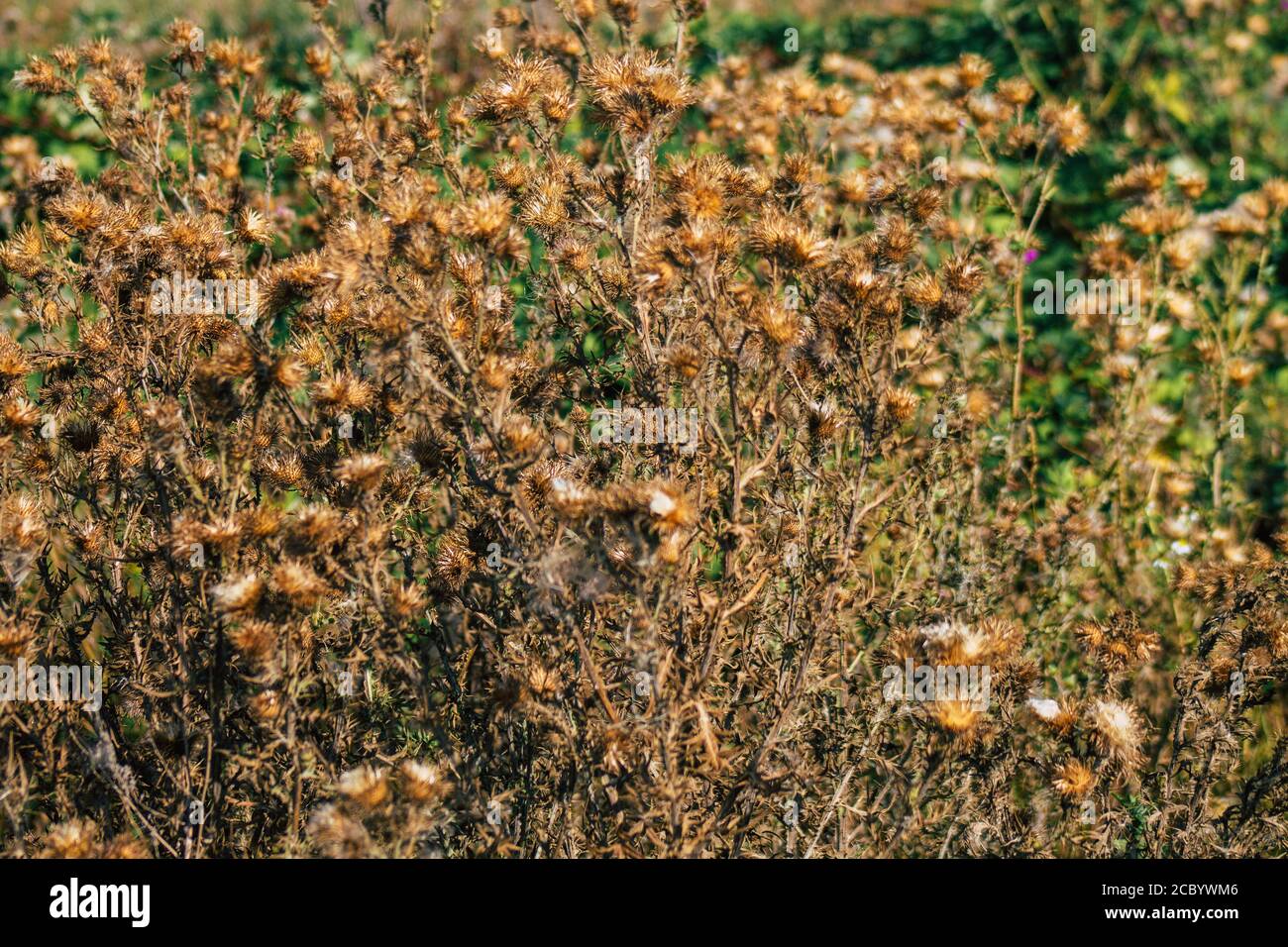 Closeup of wild plants growing in the French countryside in summer ...