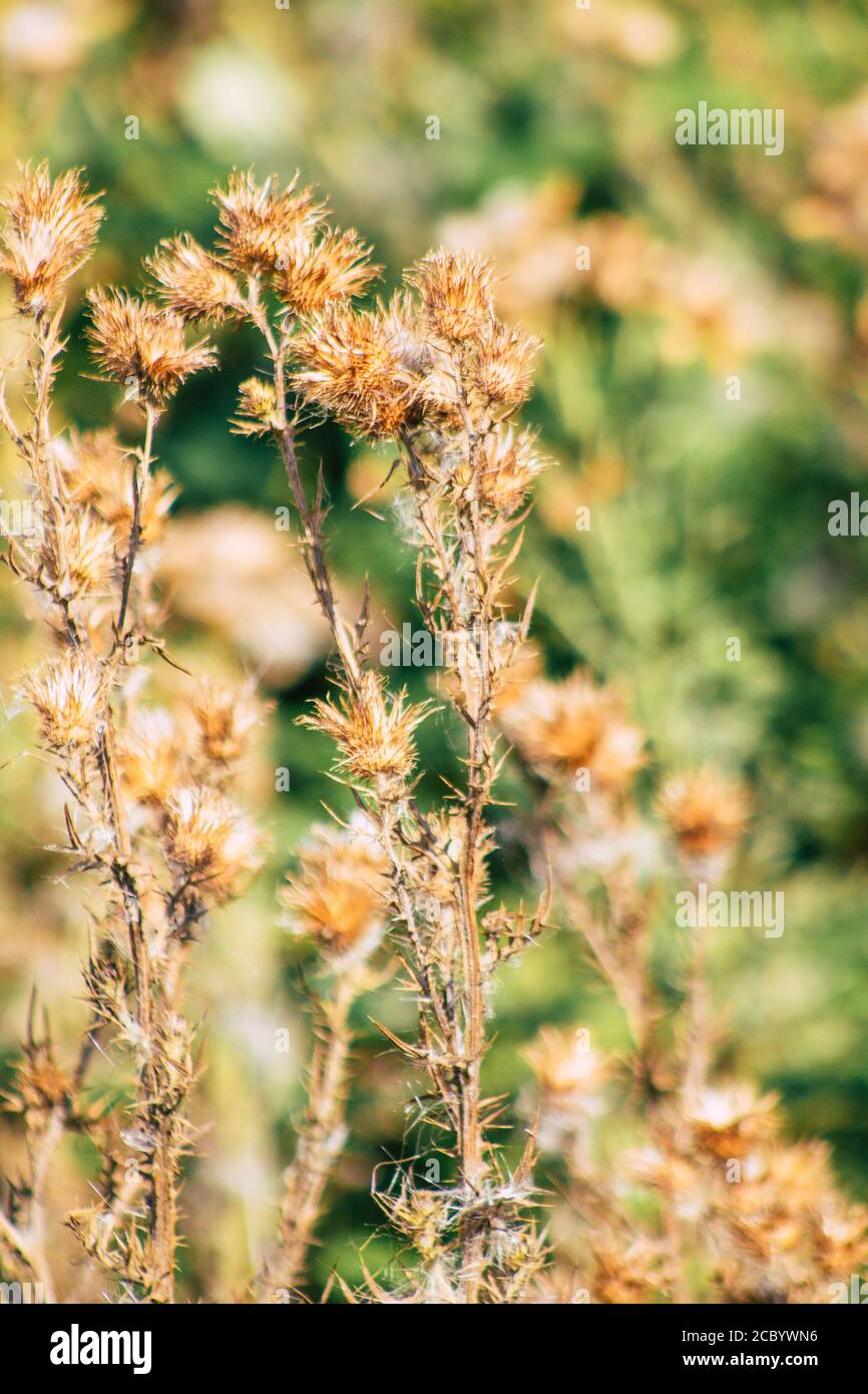 Closeup of wild plants growing in the French countryside in summer ...