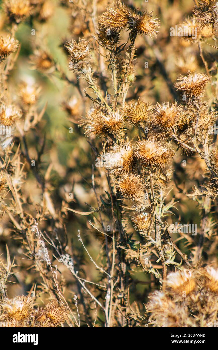 Closeup of wild plants growing in the French countryside in summer ...