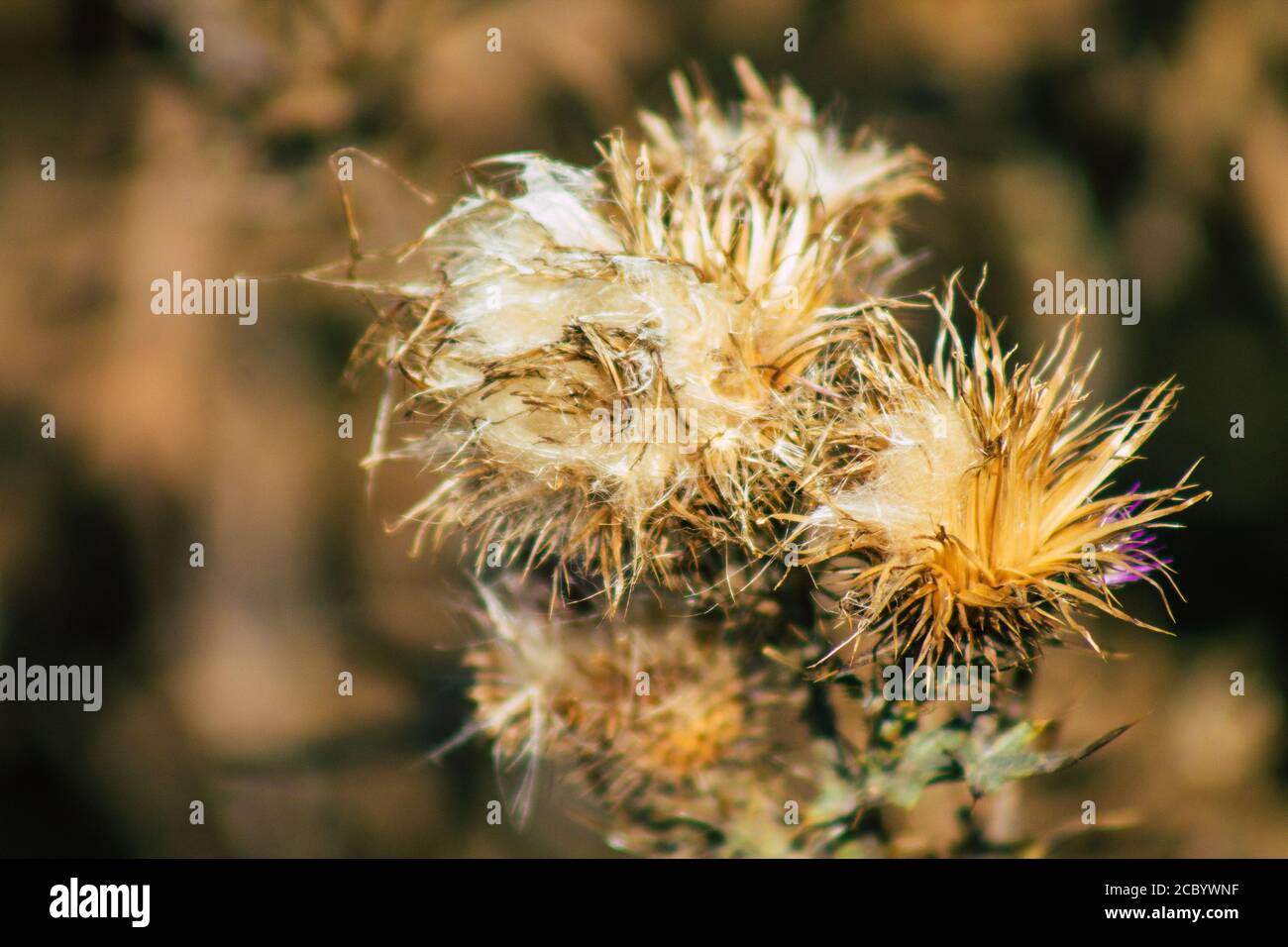 Closeup of wild plants growing in the French countryside in summer ...