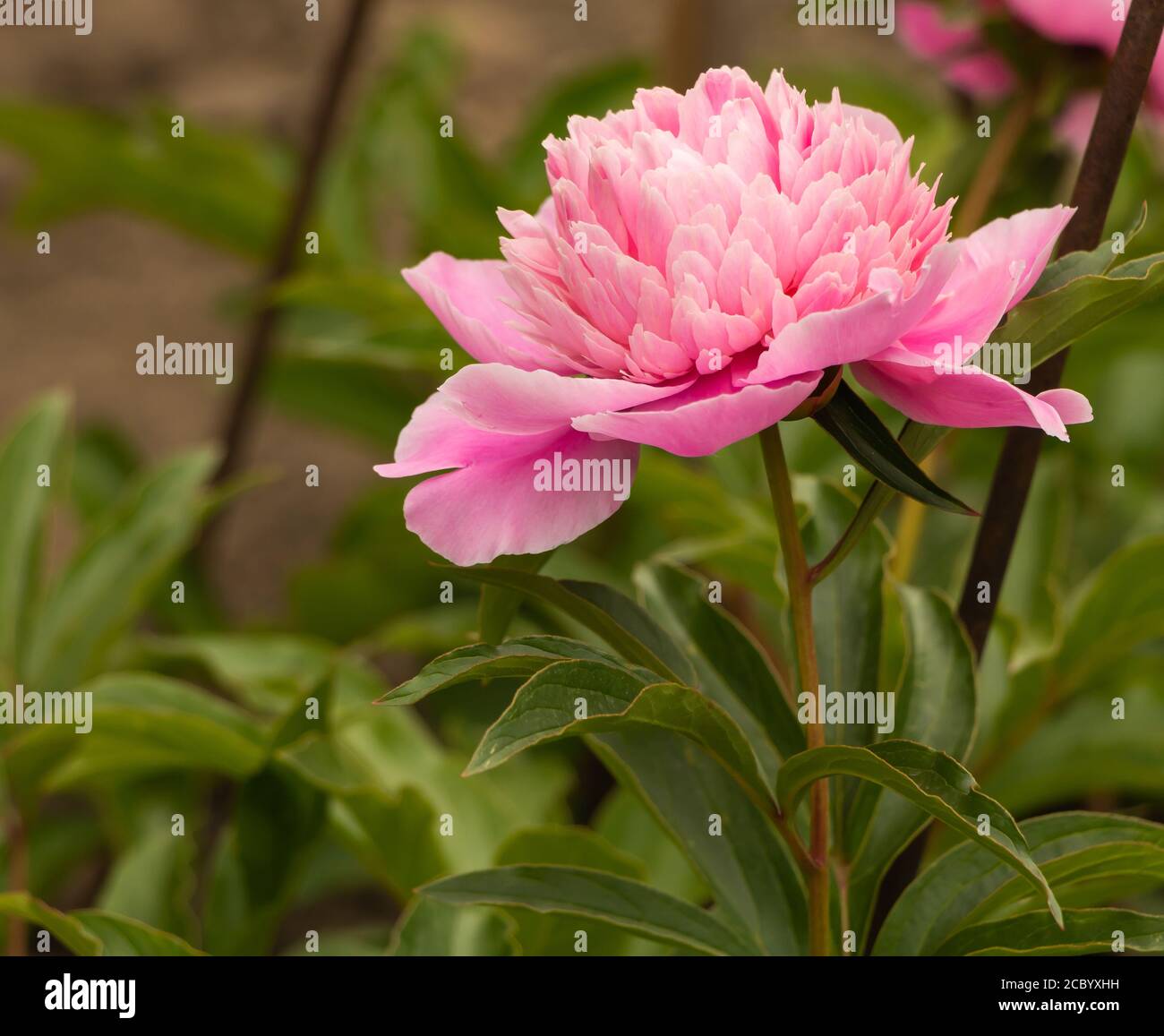Fragrant peonies blooming in pink beautiful flowers Stock Photo - Alamy