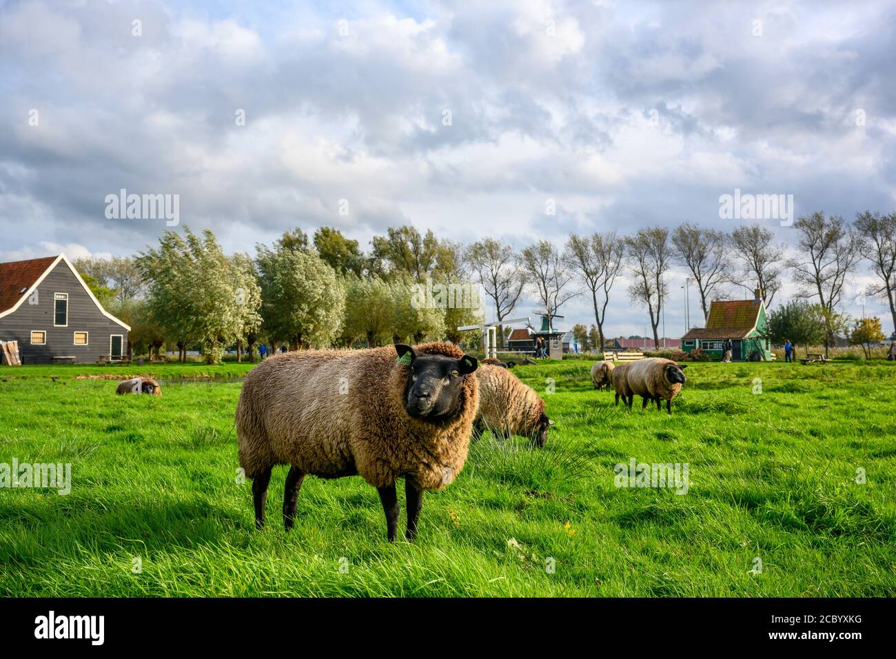 Sheep and green pastures are a farm that tourists can visit at Zaanse ...