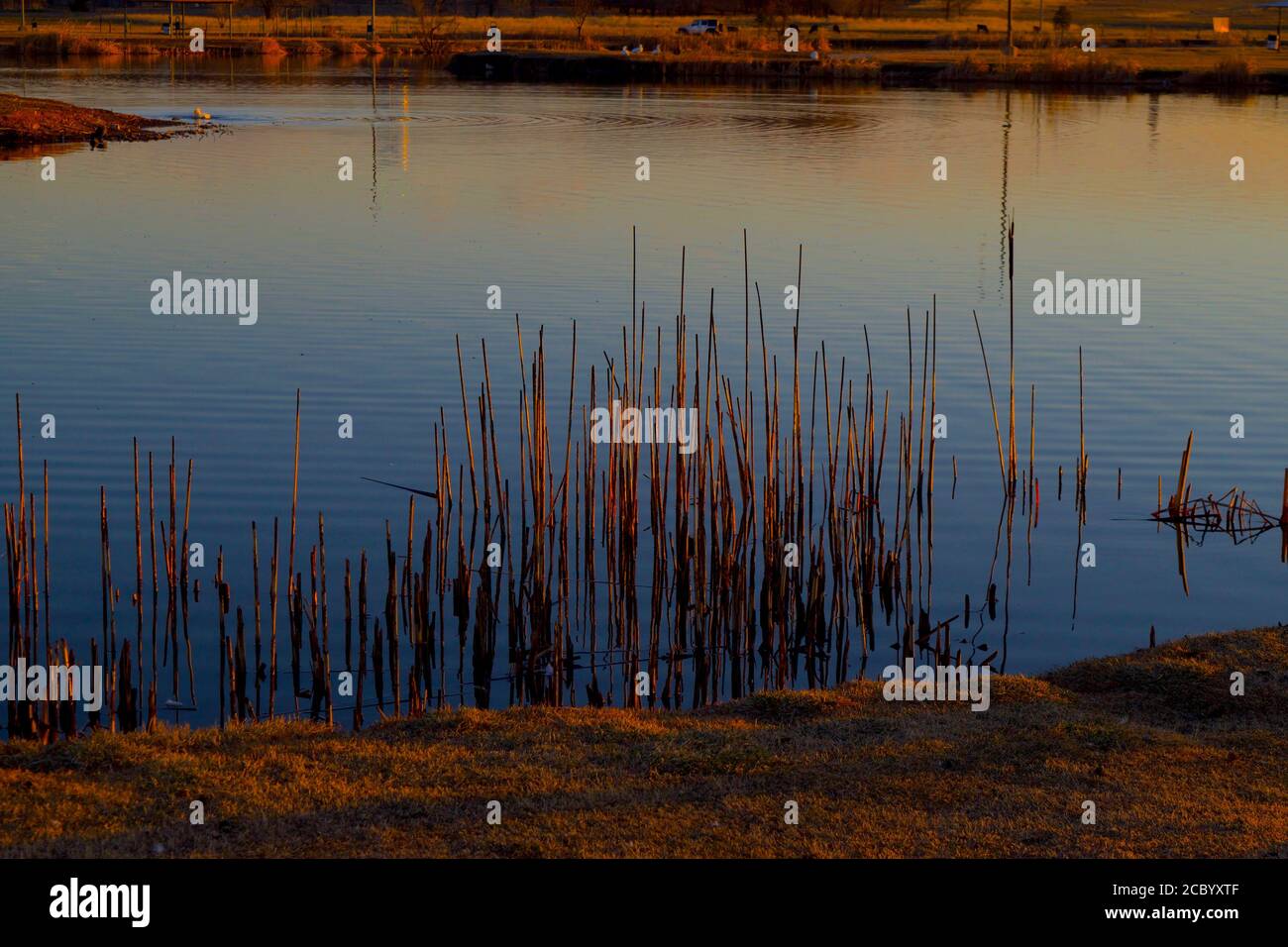 Early Sun and Reflections of Cattail Control Burn Remains, South East ...