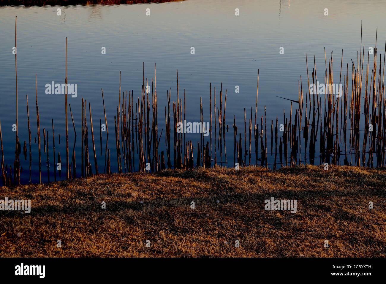 Early Sun and Reflections of Cattail Control Burn Remains, South East ...