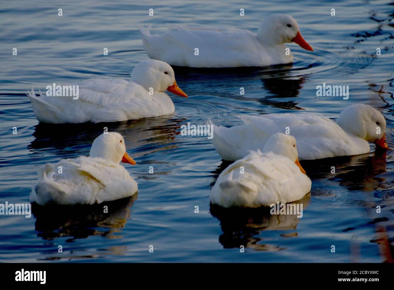 Happy tame geese hi-res stock photography and images - Alamy
