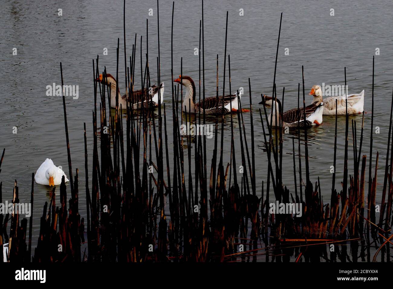 Fishermen trouble geese hi-res stock photography and images - Alamy