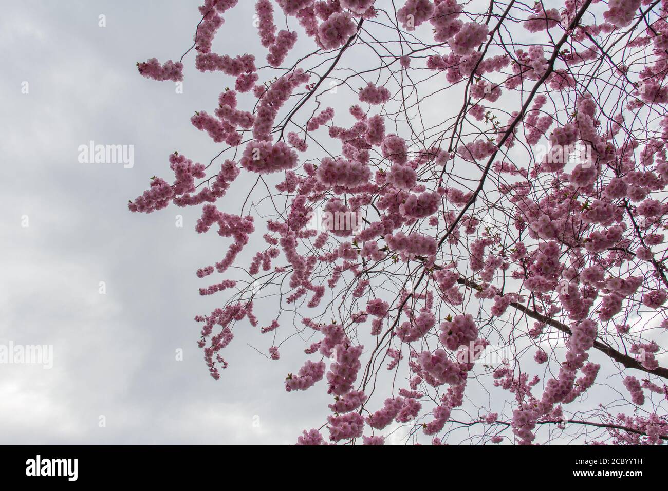 The view of beautiful pink cherry blossom tree branch, spring in Sweden ...
