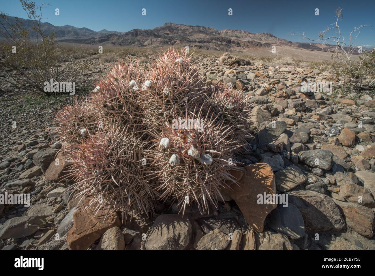 Death cactus hi-res stock photography and images - Alamy