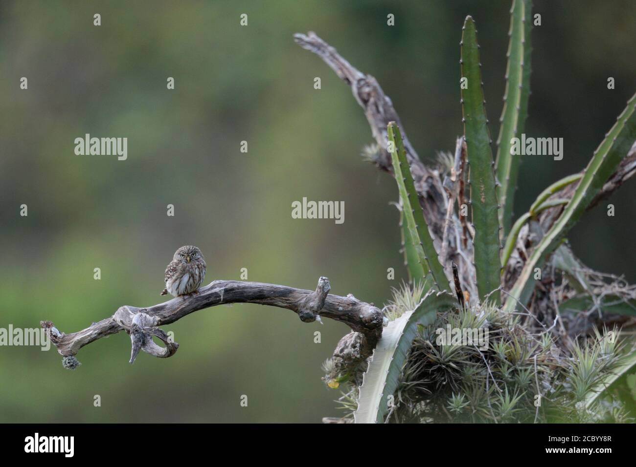 Peruvian pygmy owl hi-res stock photography and images - Alamy
