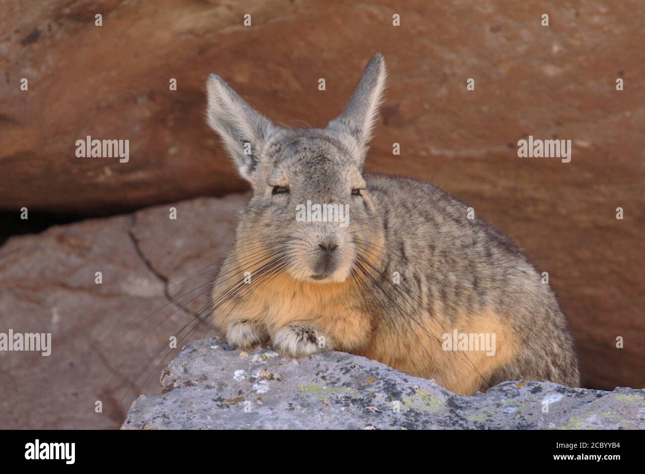 Northern Viscacha, Parque Nacional LAUCA, north Chile 20th Oct 2017 ...