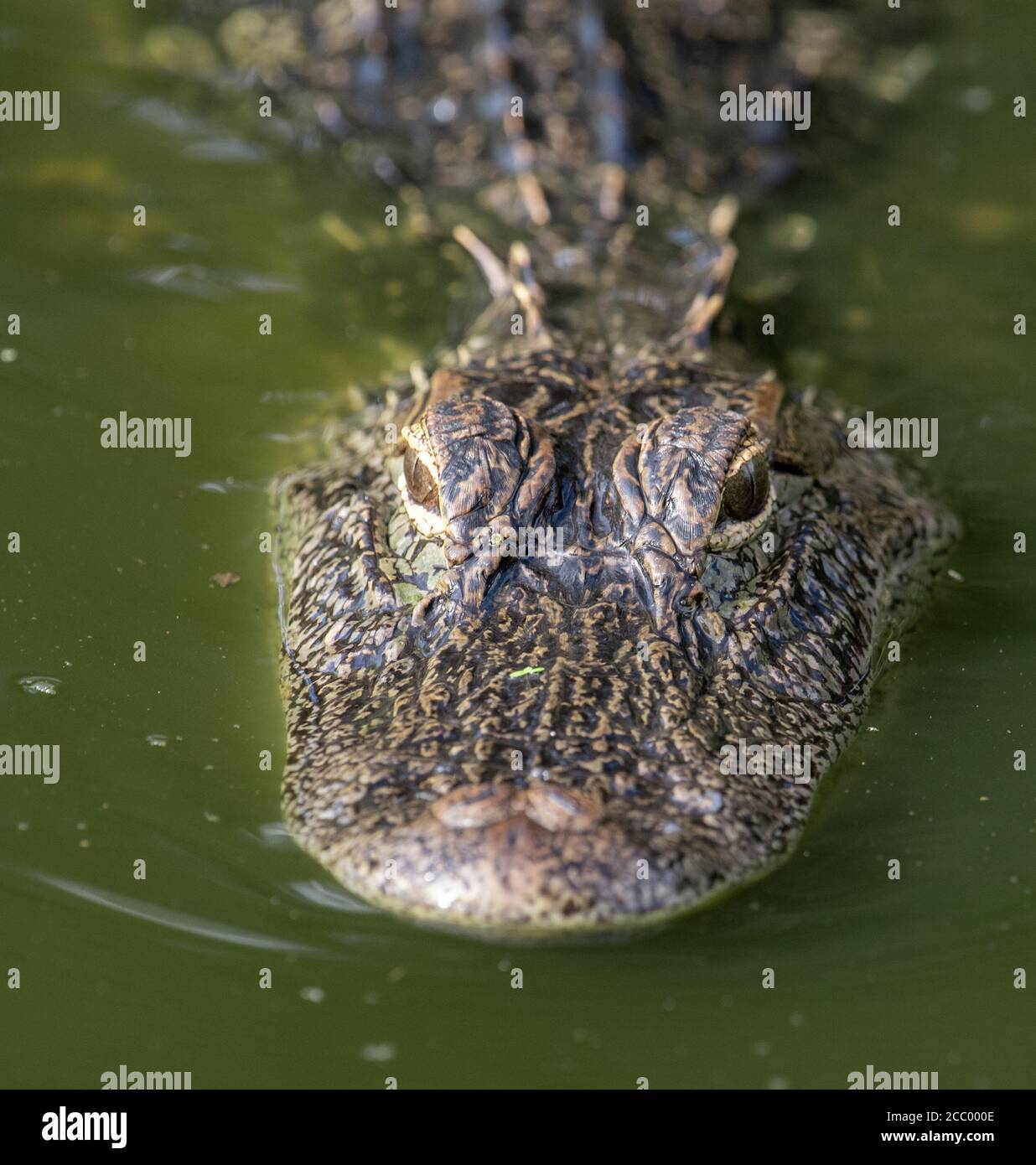 Alligator in the Everglades, Florida Stock Photo - Alamy