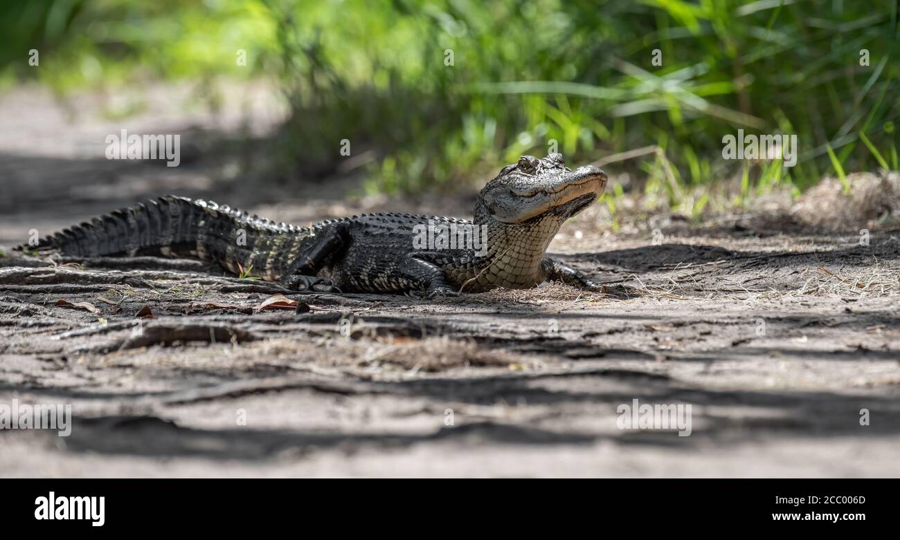 Alligator birds in florida lake hi-res stock photography and images - Alamy