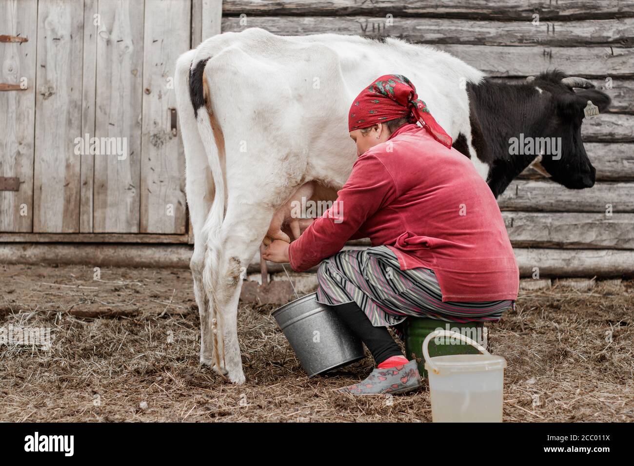 A woman in a red headscarf milks a black and white cow on a farm in a ...
