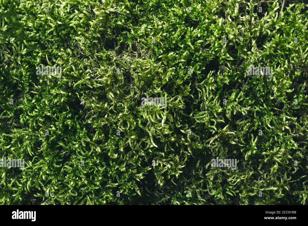 Beautiful green moss. Natural background or texture for your design ...