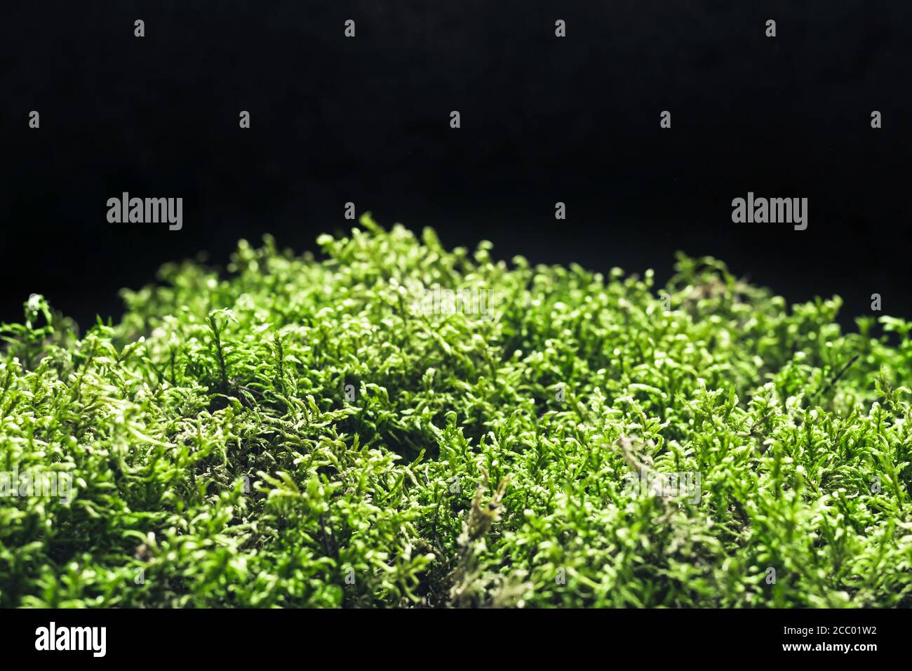 Beautiful green moss on black background. Natural backdrop for your ...