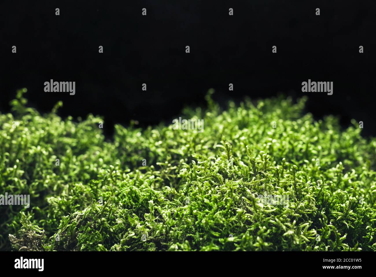Beautiful forest moss on black background. Natural backdrop for your ...