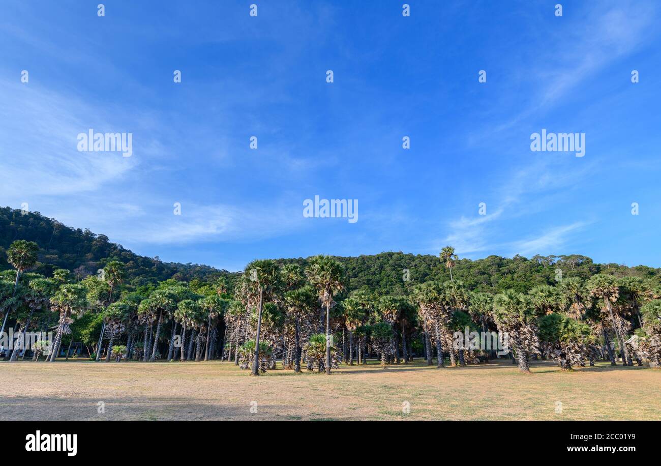 Asian palmyra palm in front of the rainforest mountains on blue sky ...
