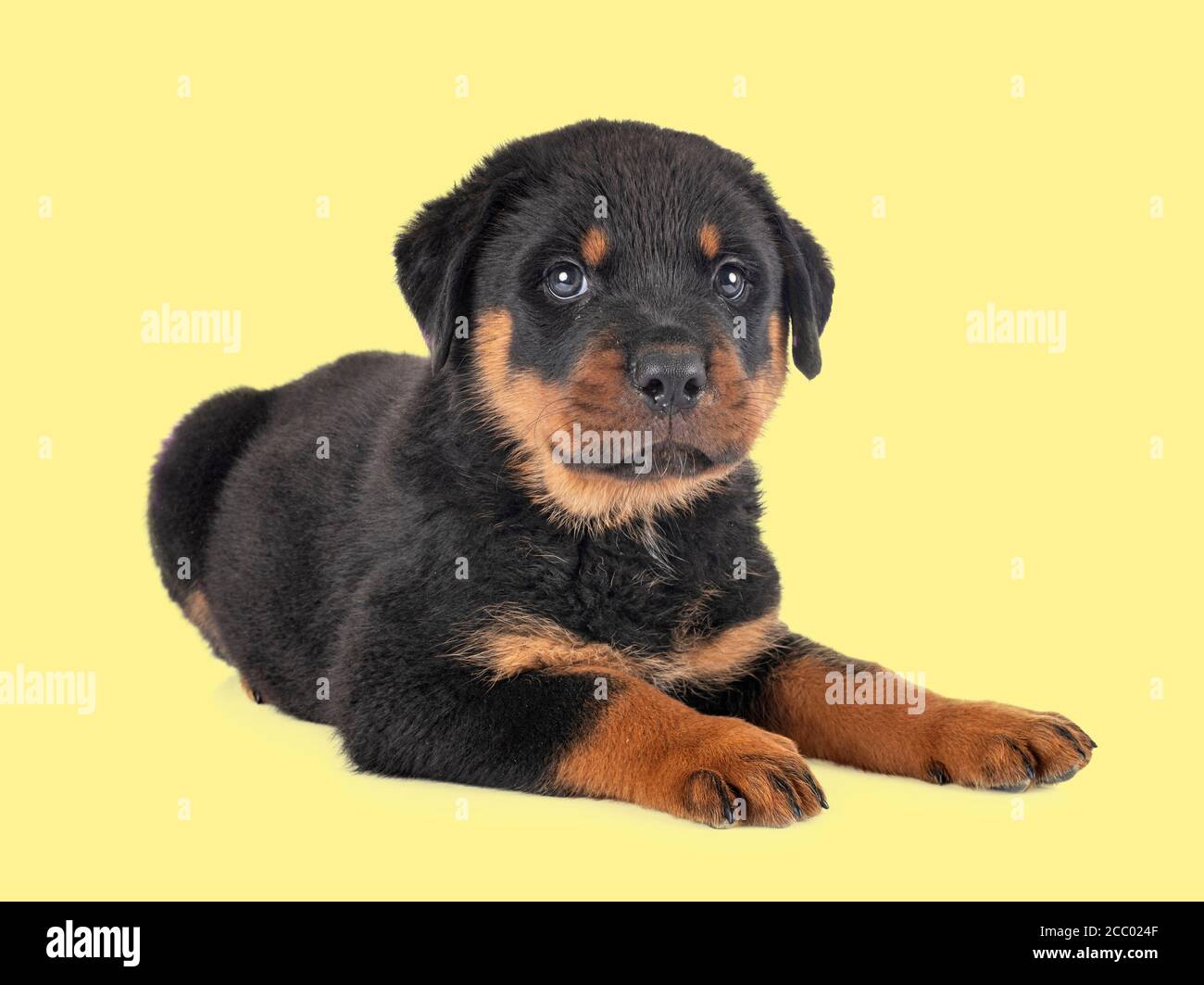 puppy rottweiler in front of yellow background Stock Photo - Alamy