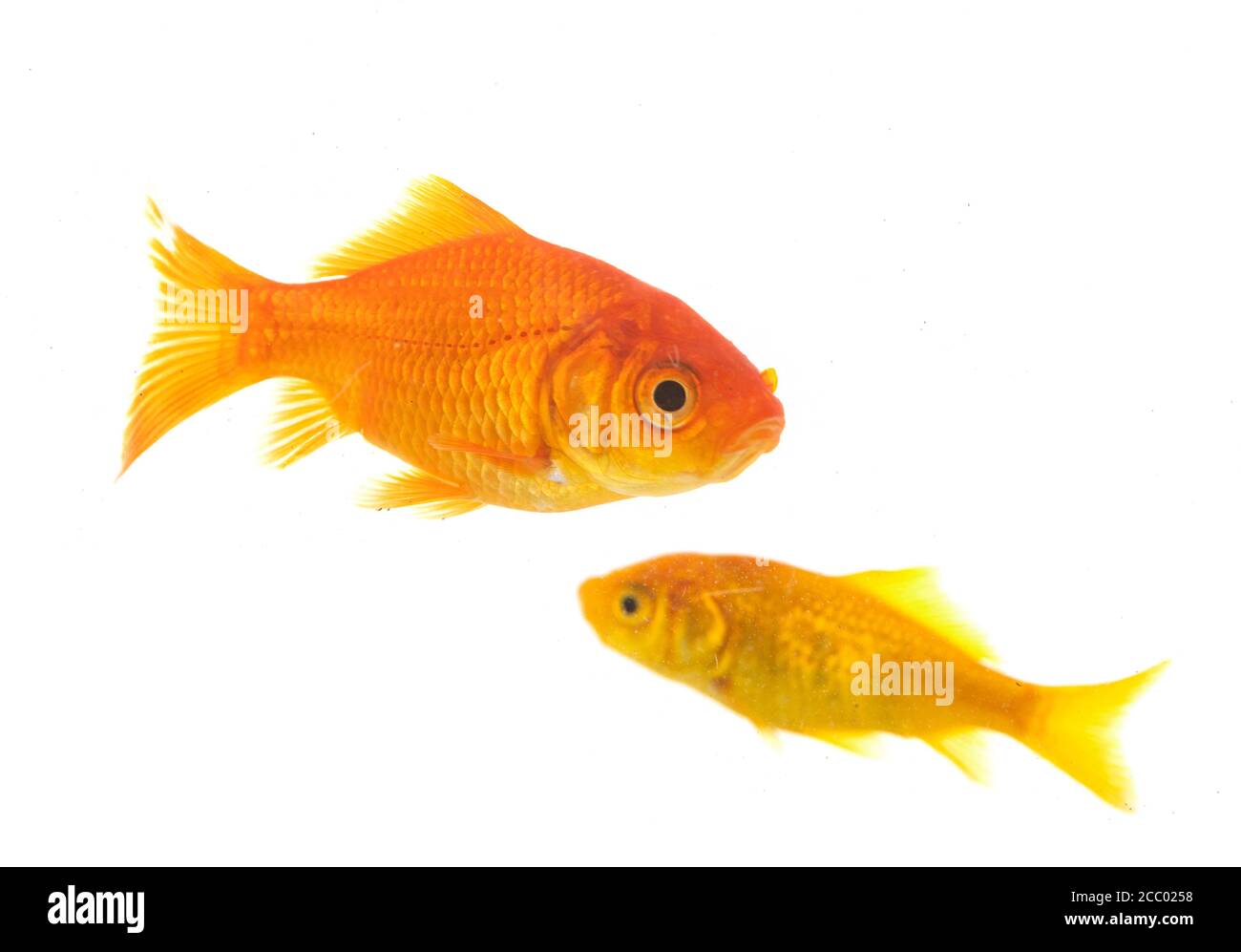 red goldfish in front of white background Stock Photo - Alamy