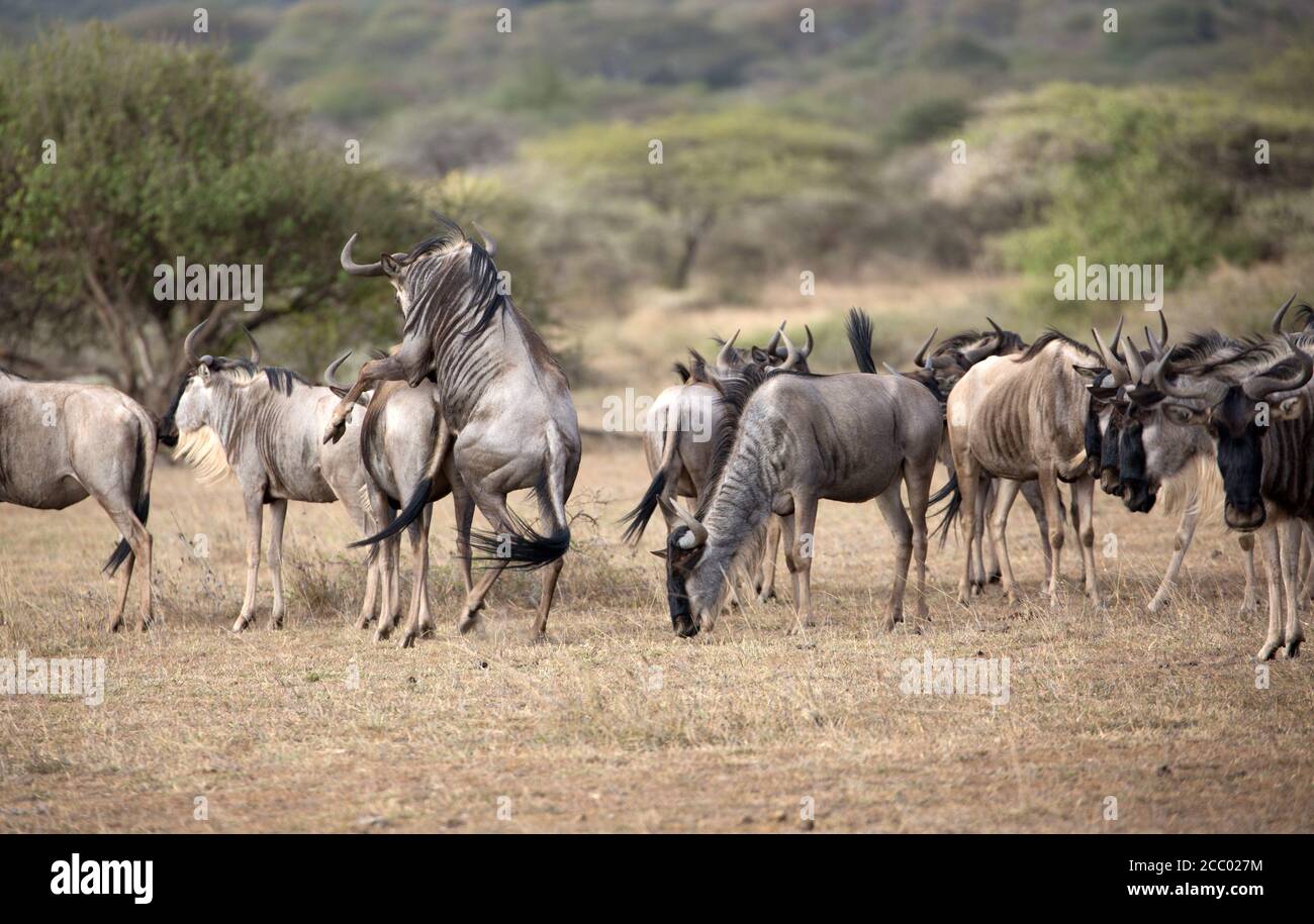 Reproduction In Animals High Resolution Stock Photography and Images ...