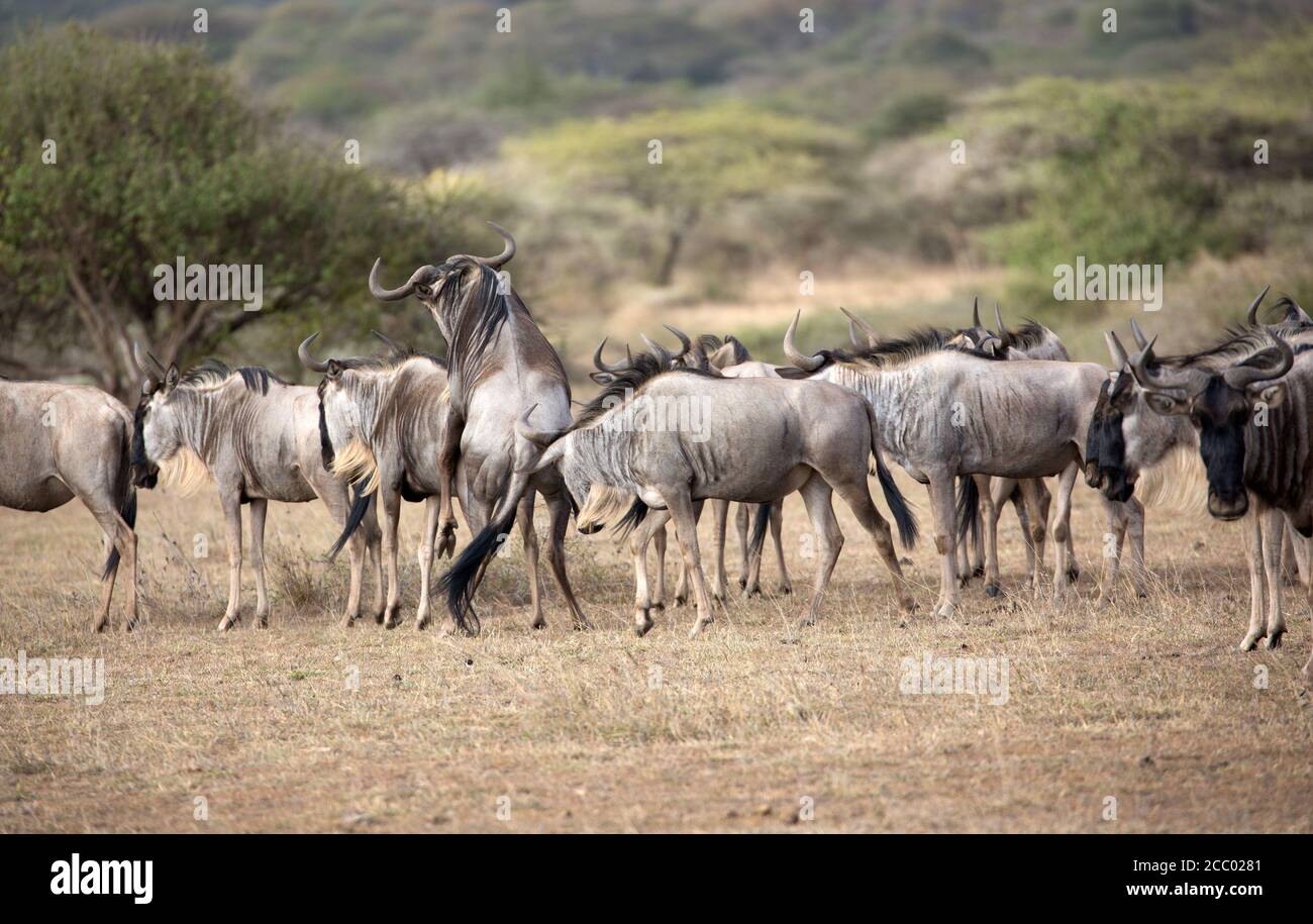 Mating Antelope High Resolution Stock Photography and Images - Alamy