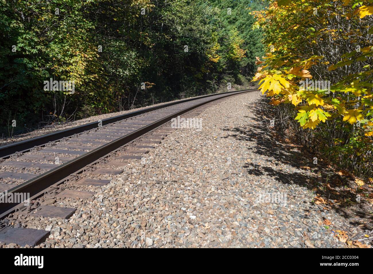 Railroad tracks curving through the woods Stock Photo - Alamy