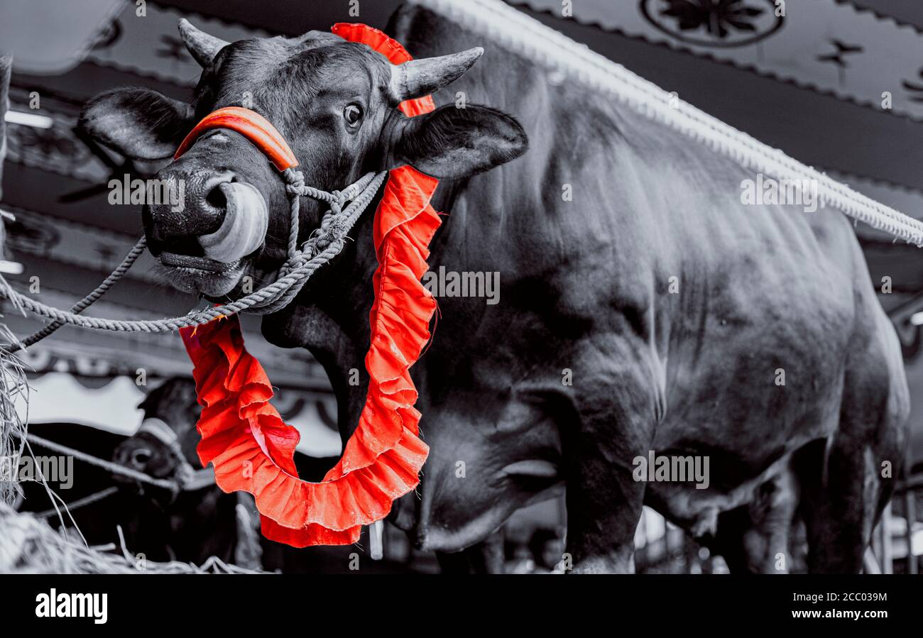 Animal for sacrifice Stock Photo - Alamy