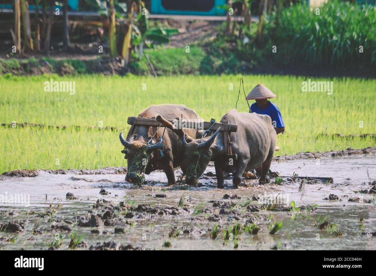 Farmer ploughing paddy field bullock hi-res stock photography and ...