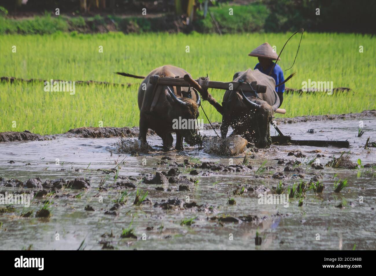 Farmer ploughing paddy field bullock hi-res stock photography and ...