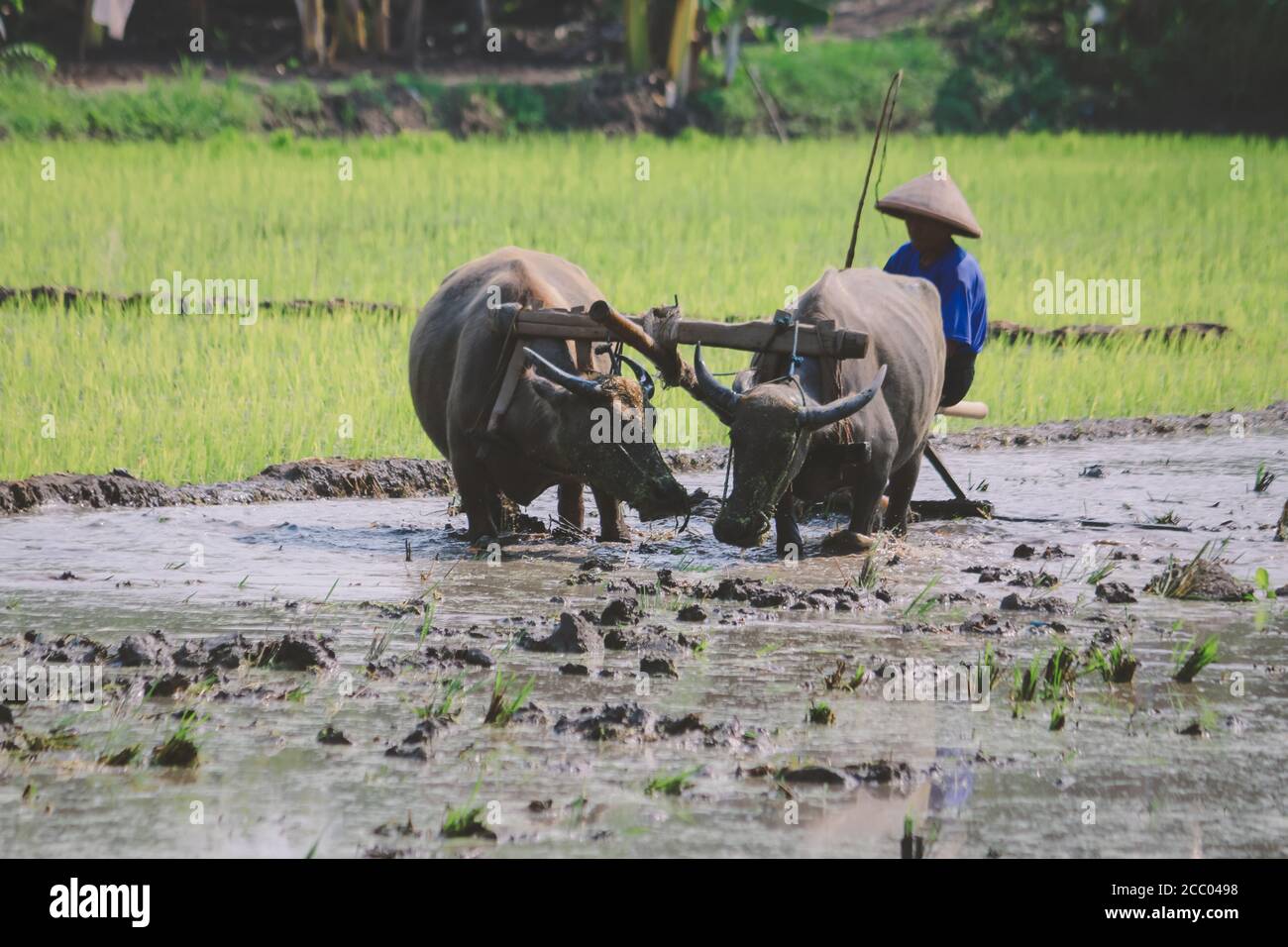 Farmer plowing paddy field with pair oxen or buffalo Stock Photo - Alamy