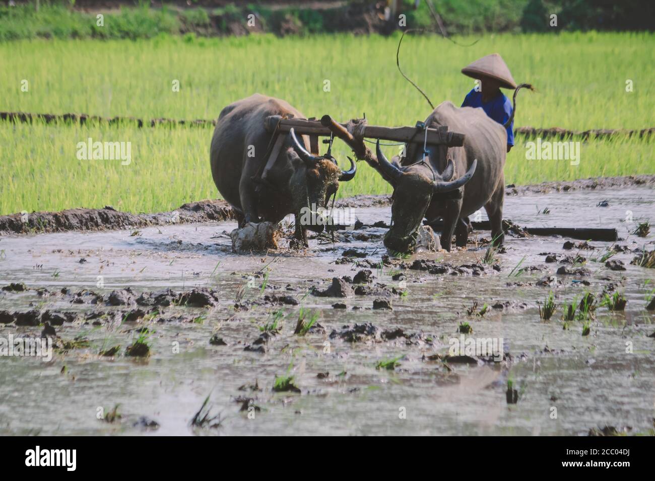Farmer ploughing paddy field bullock hi-res stock photography and ...