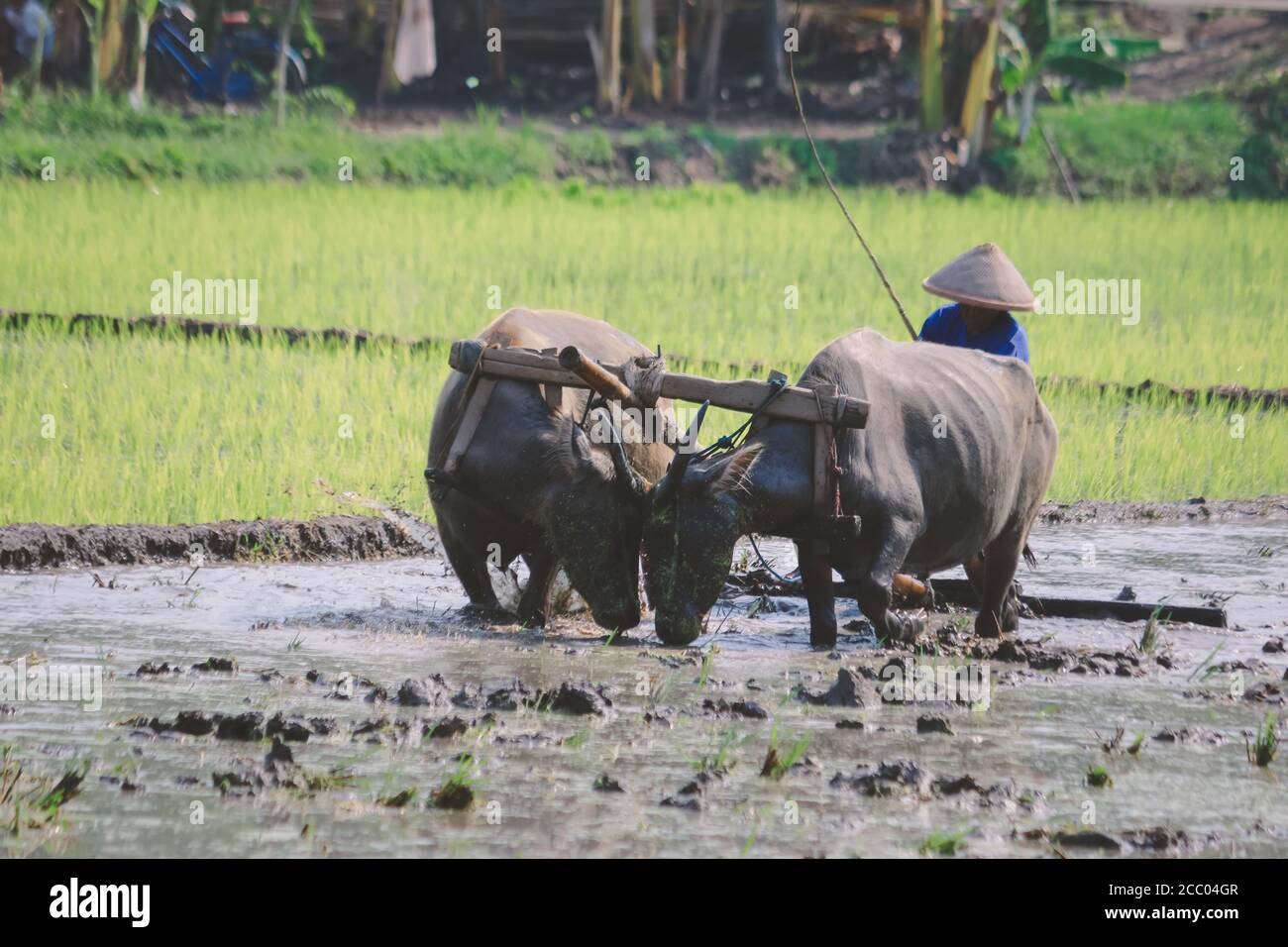 Farmer plowing paddy field with pair oxen or buffalo Stock Photo - Alamy