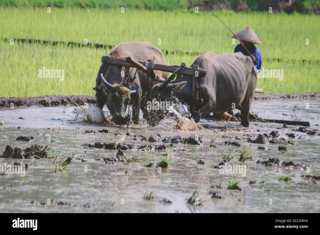 Farmer plowing paddy field with pair oxen or buffalo Stock Photo - Alamy