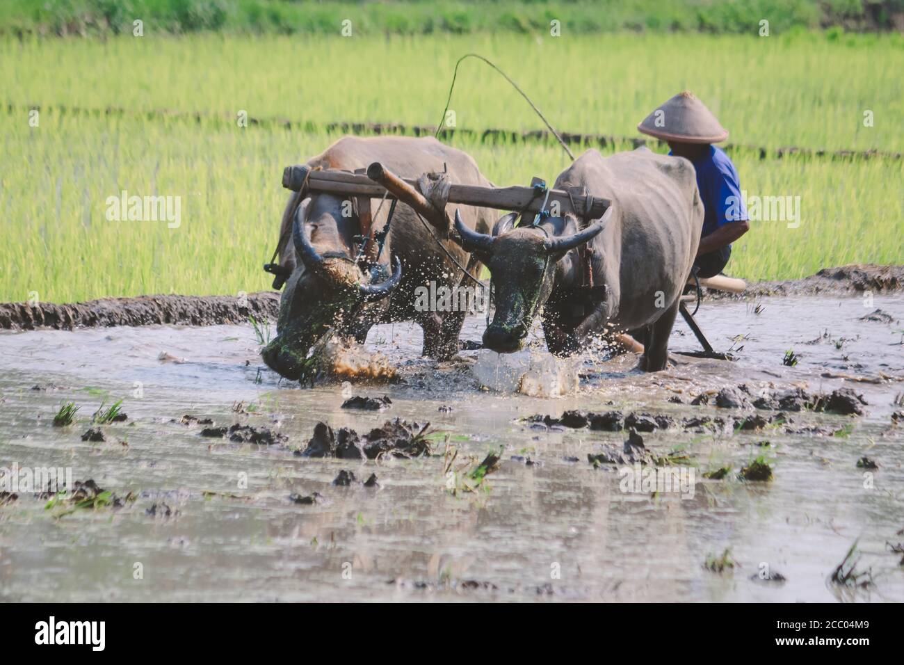 Farmer ploughing paddy field bullock hi-res stock photography and ...