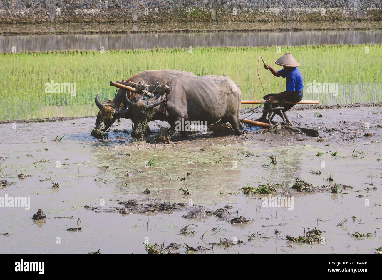 Farmer ploughing paddy field bullock hi-res stock photography and ...