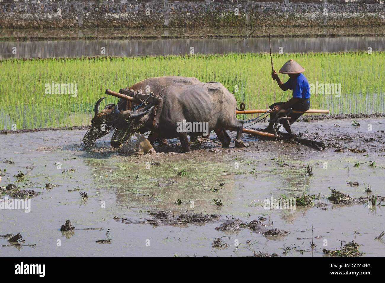 Farmer ploughing paddy field bullock hi-res stock photography and ...