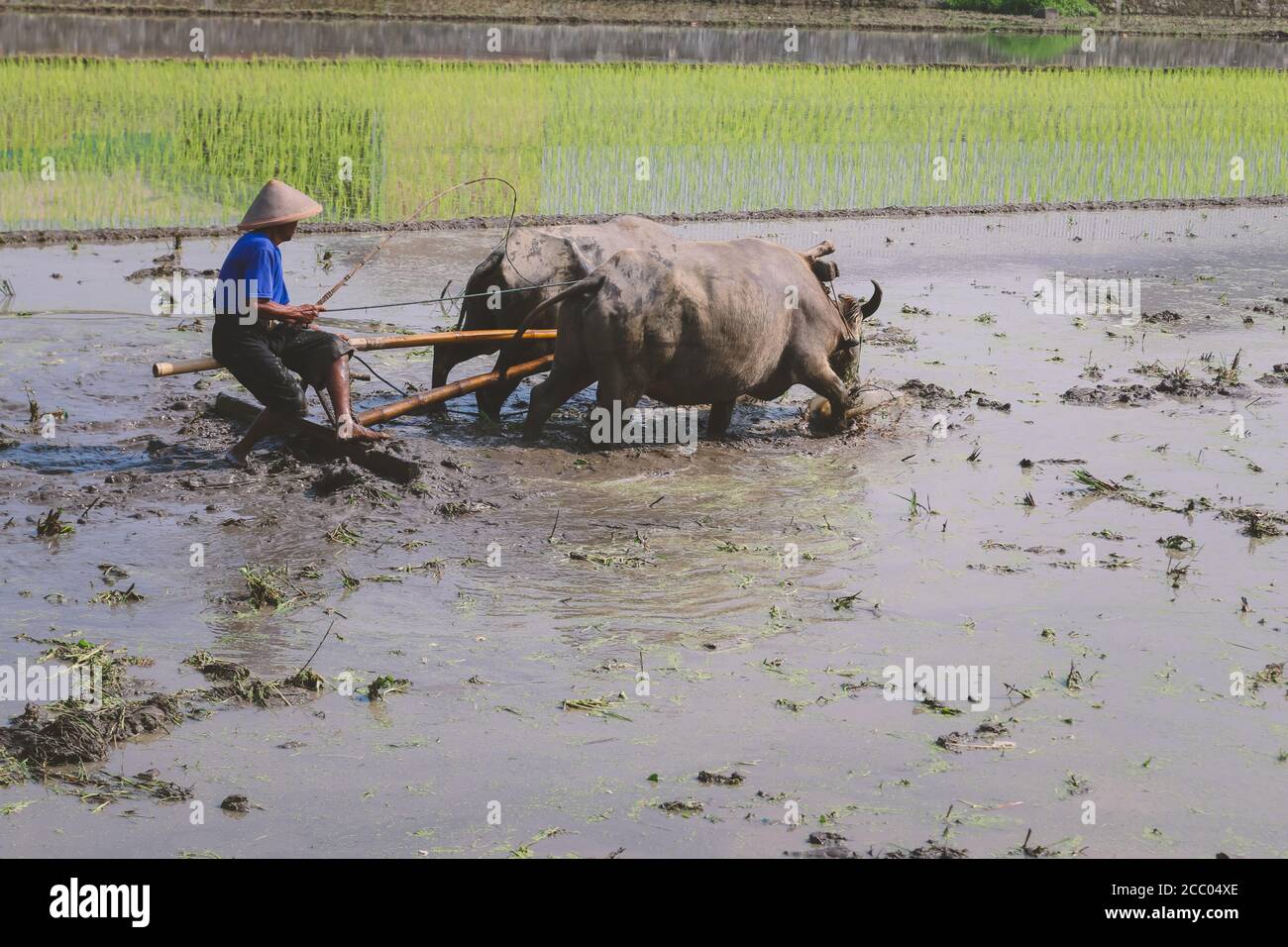 Farmer plowing paddy field with pair oxen or buffalo Stock Photo - Alamy