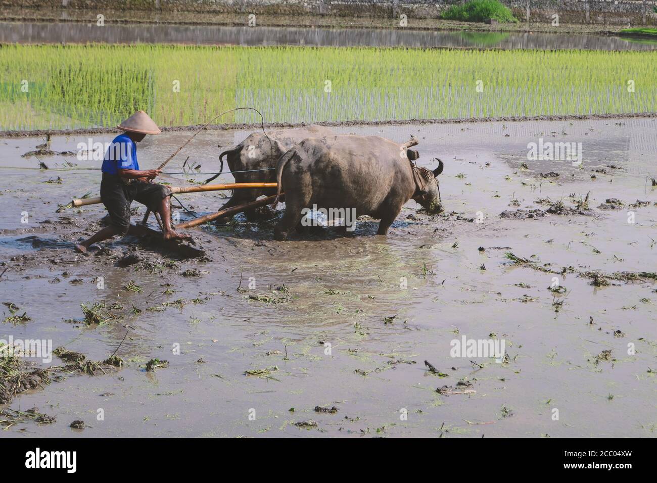 Farmer ploughing paddy field bullock hi-res stock photography and ...