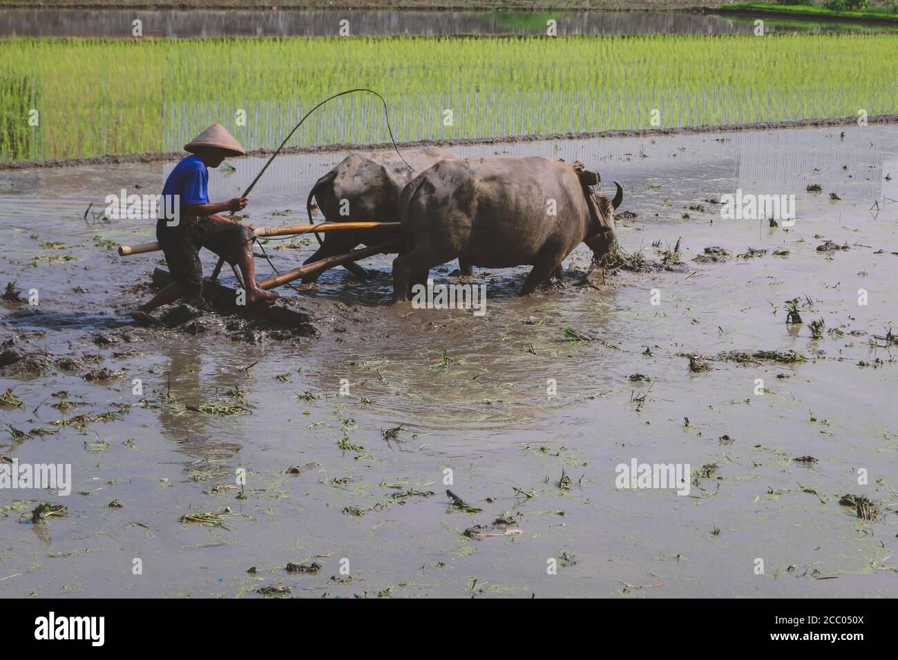 Farmer ploughing paddy field bullock hi-res stock photography and ...