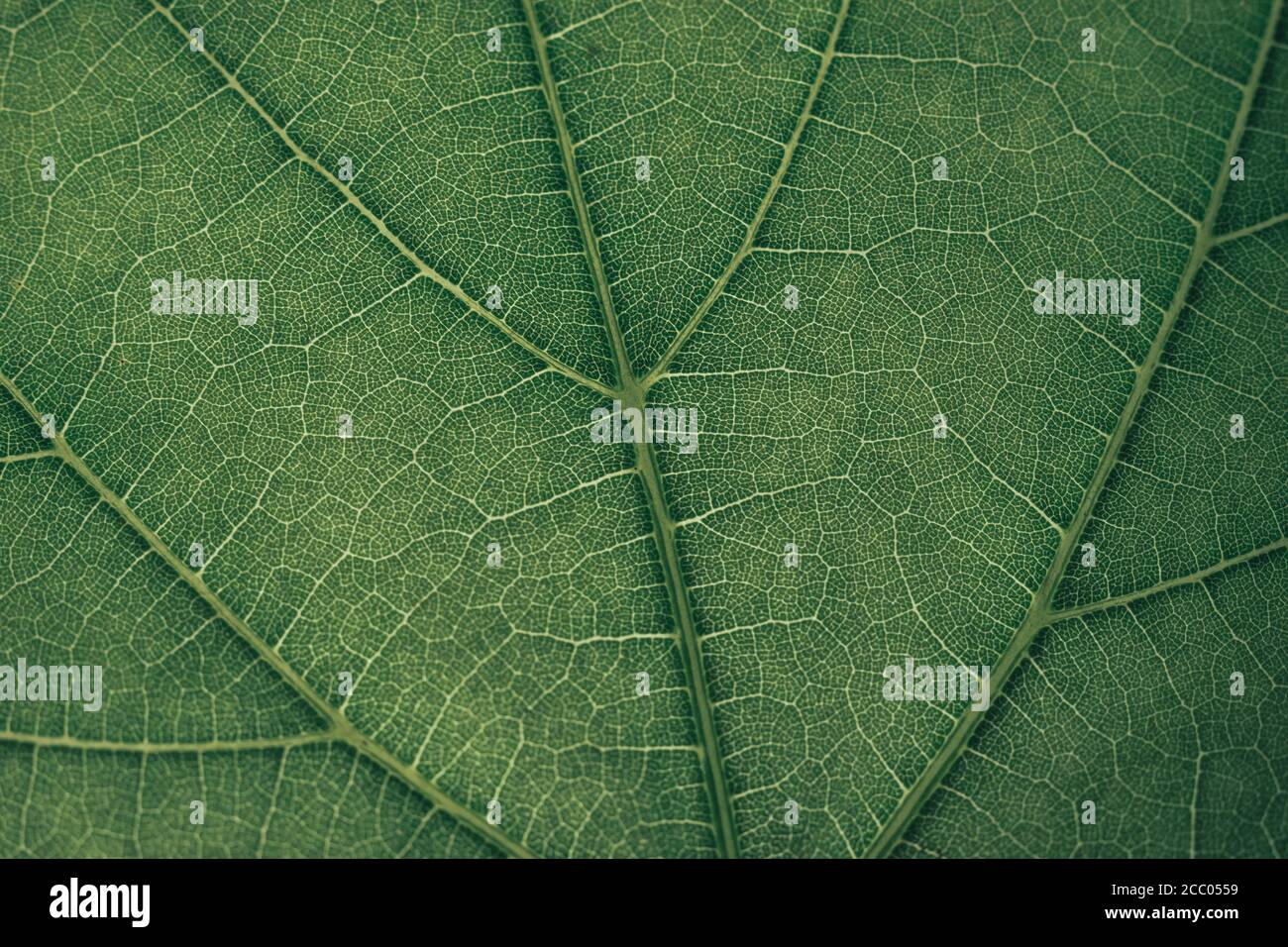 Close up green texture background. Cropped shot of green leaf textured ...