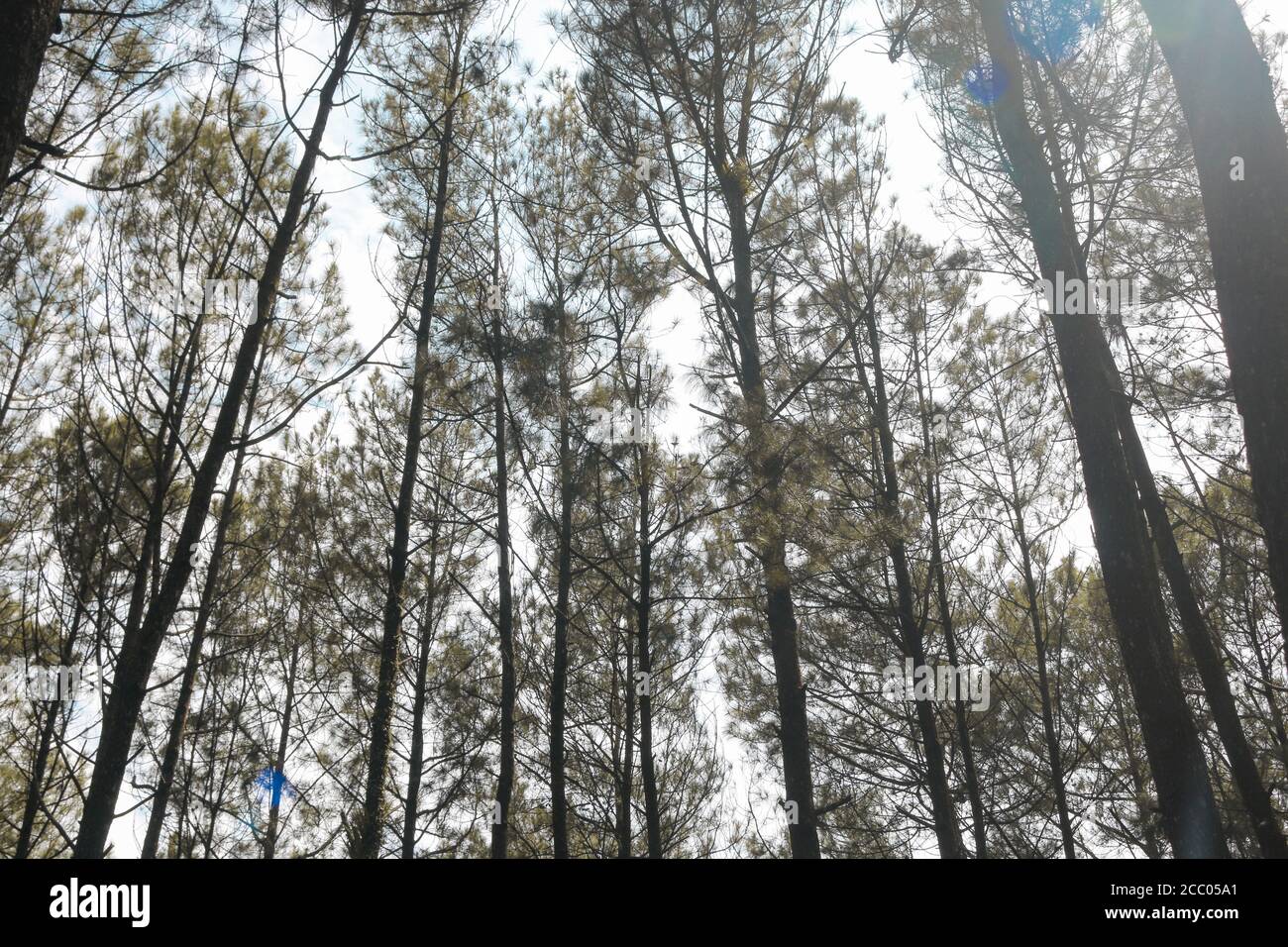 Bottom view of the pine forest scenery with blue sky background and sun ...